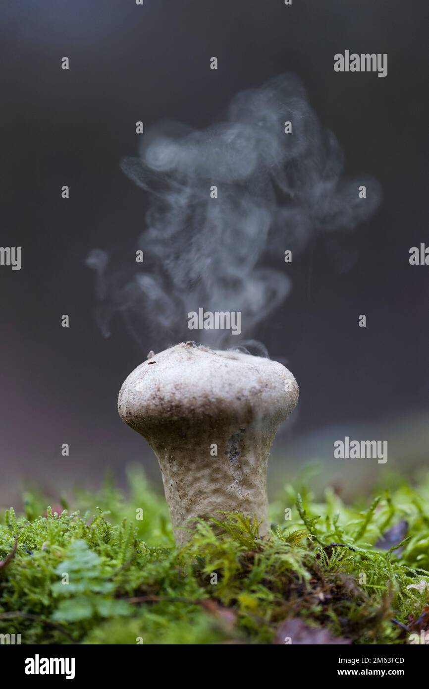 Puffball fungus releasing spores, Suffolk, England, January Stock Photo ...