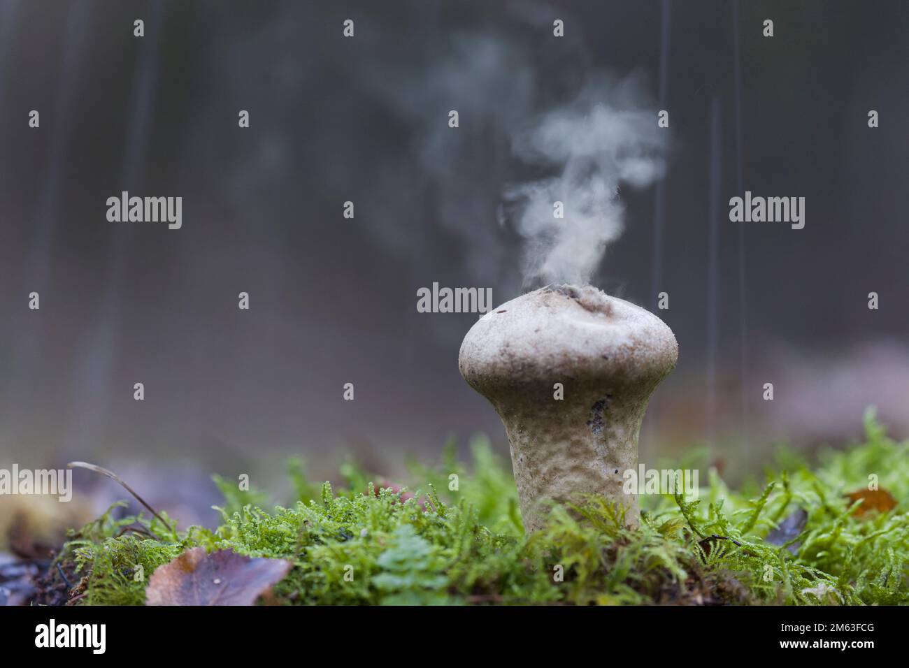 Puffball fungus releasing spores when raindrop hits the cap, Suffolk ...