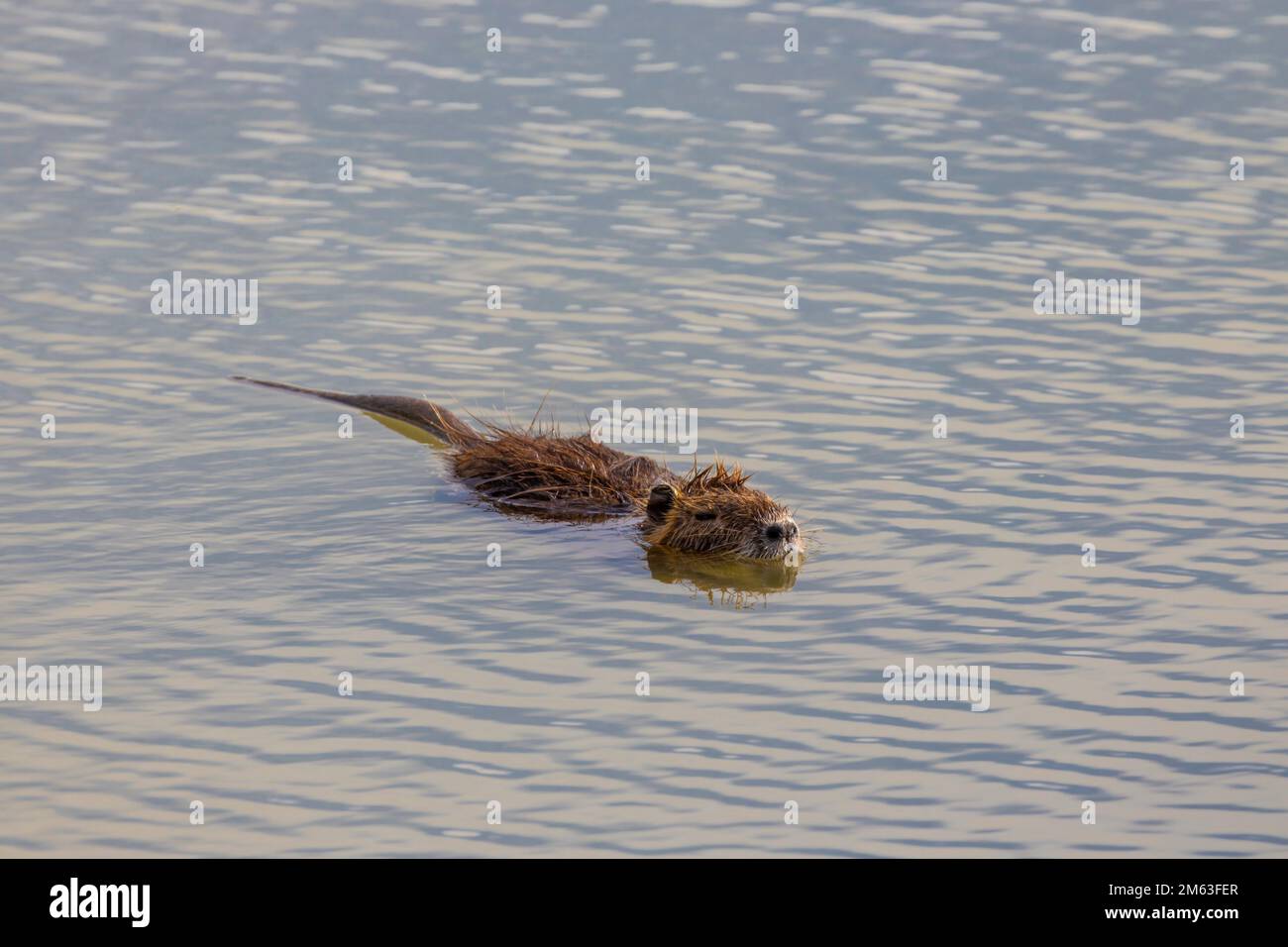 Nutria swimming hi-res stock photography and images - Alamy