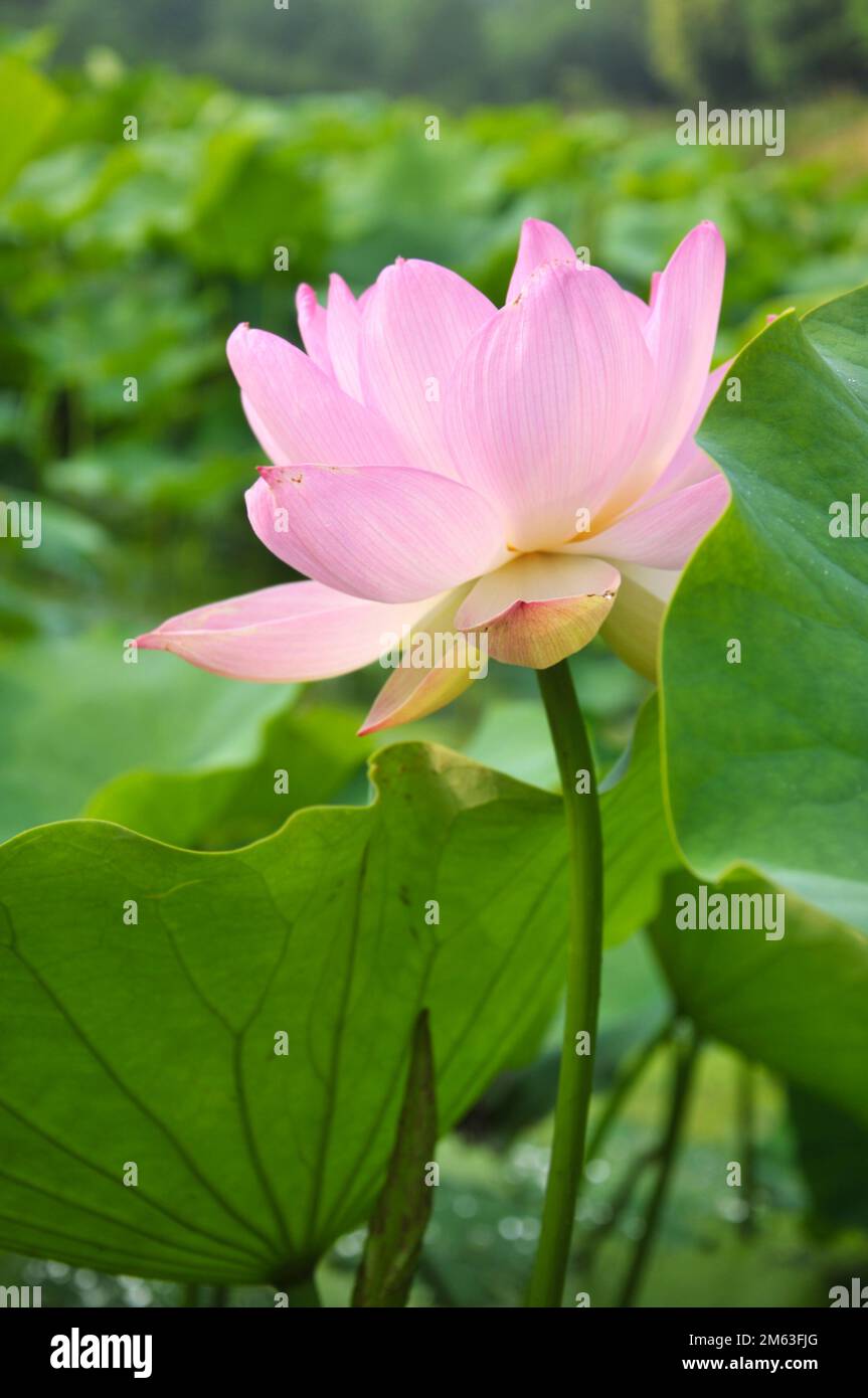 Blossoming lotus flowers Stock Photo - Alamy