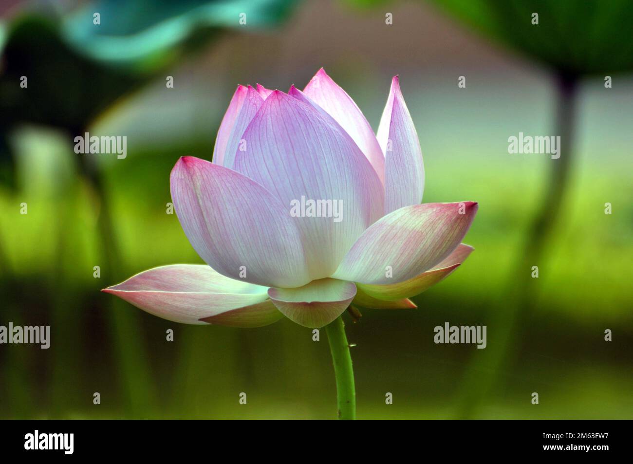 Blossoming lotus flowers Stock Photo - Alamy