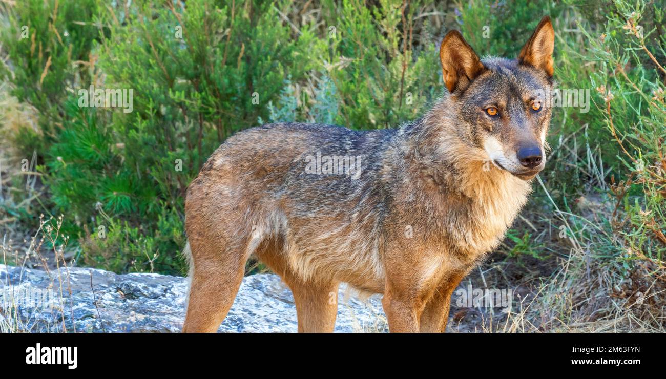 Iberian Wolf, Grey Wolf, Canis lupus signatus, Zamora, Castile and León ...