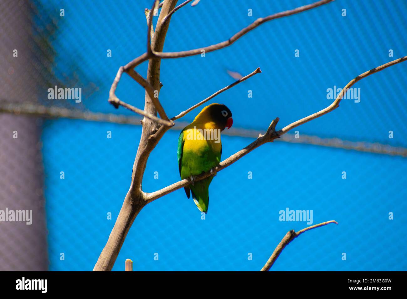 Parakeet sits in a tree Stock Photo - Alamy