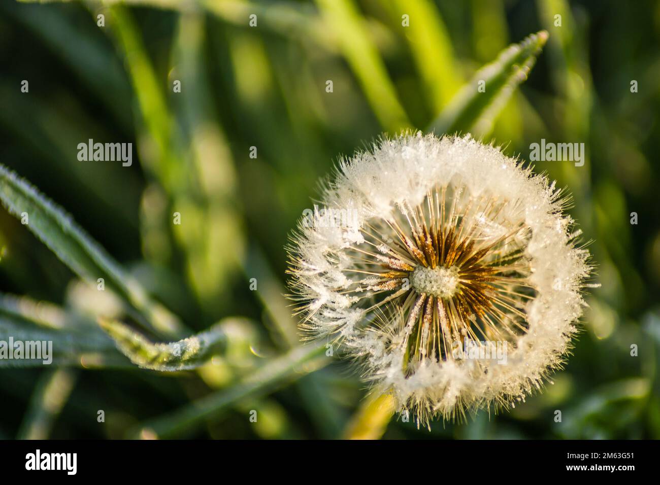 White dandelion flower covered with morning frost. White meadow flower ...