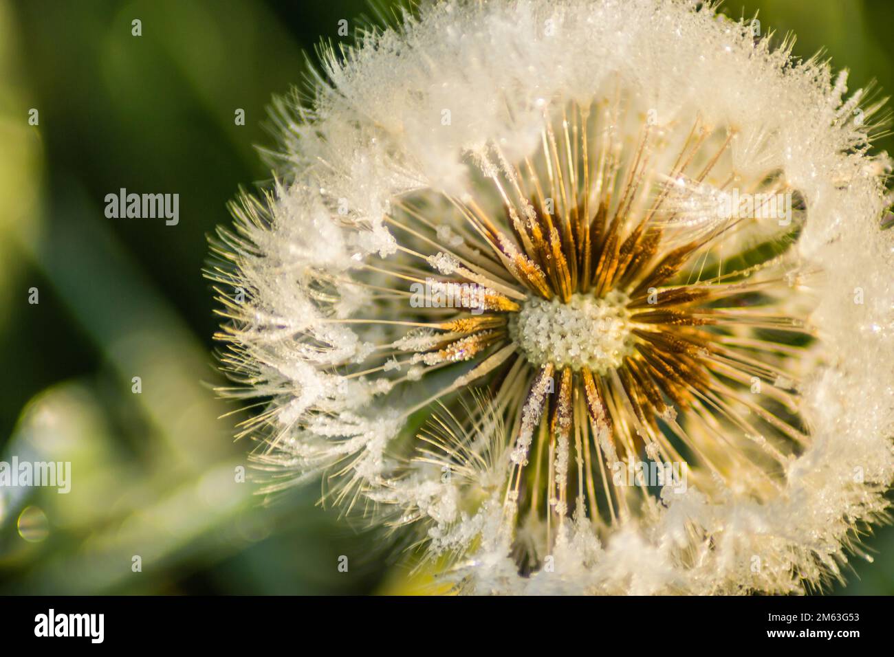 White dandelion flower covered with morning frost. White meadow flower ...