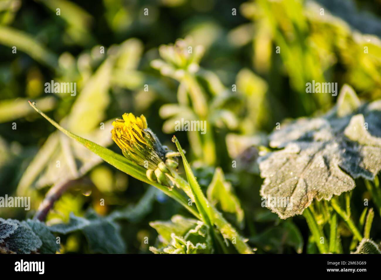 Yellow dandelion flower covered with morning frost. Yellow meadow ...