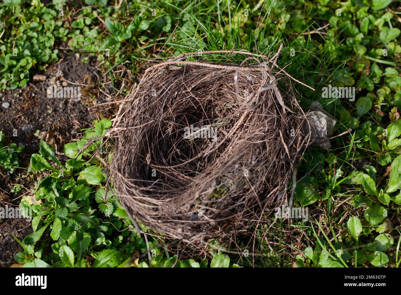 Engineer bird hi-res stock photography and images - Alamy