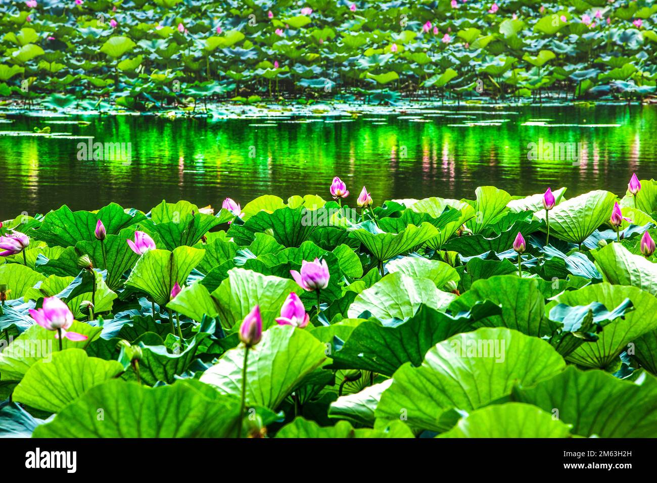 Pink Lotus Flowers Green Leaves Pads Garden Reflection Summer Palace ...