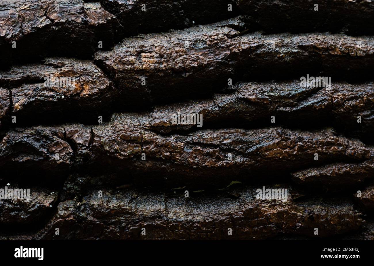 Dark stem hi-res stock photography and images - Alamy
