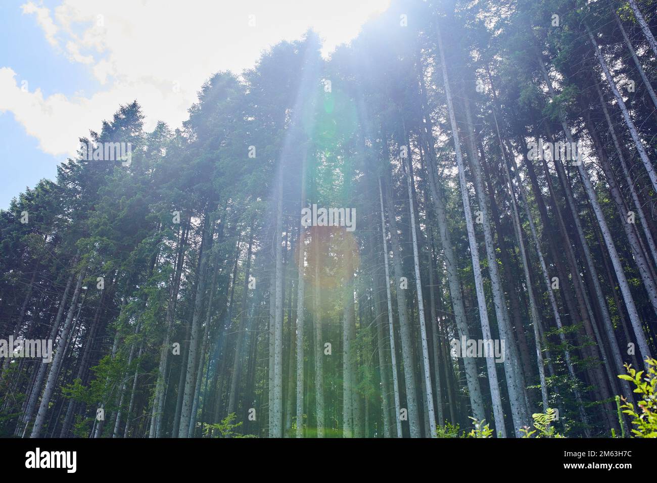 Sunny morning in pine tree forest, between trees, sunlight. Beautiful ...