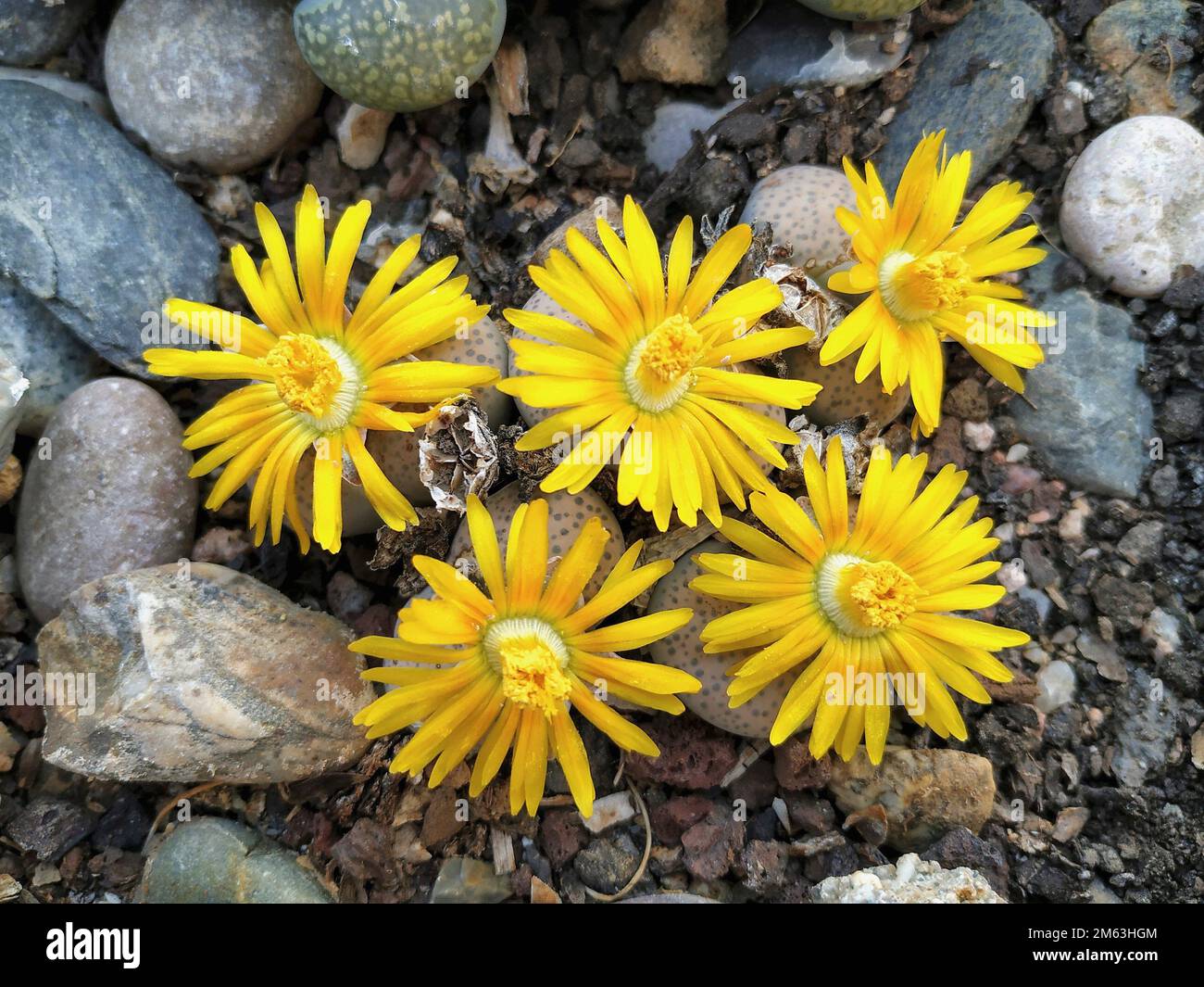 Lithops desert hi-res stock photography and images - Alamy