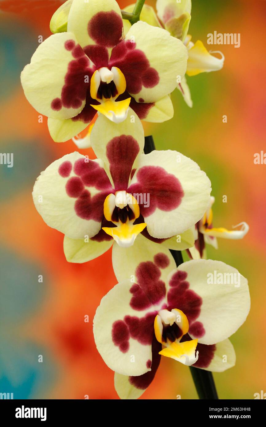 Red and yellow flowering garden plant hi-res stock photography and ...