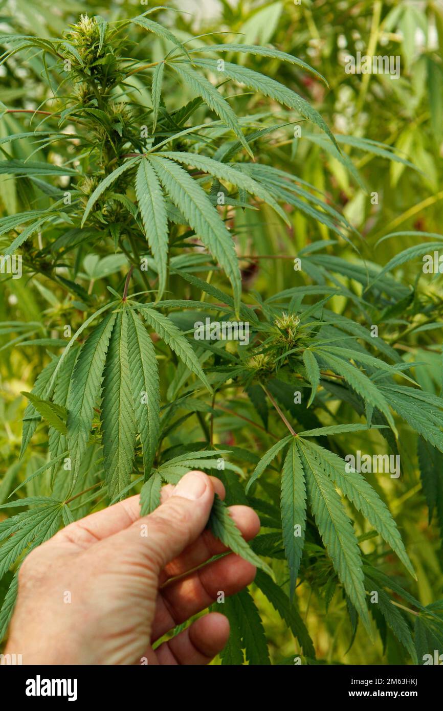 Cannabis natural medicine hi-res stock photography and images - Alamy