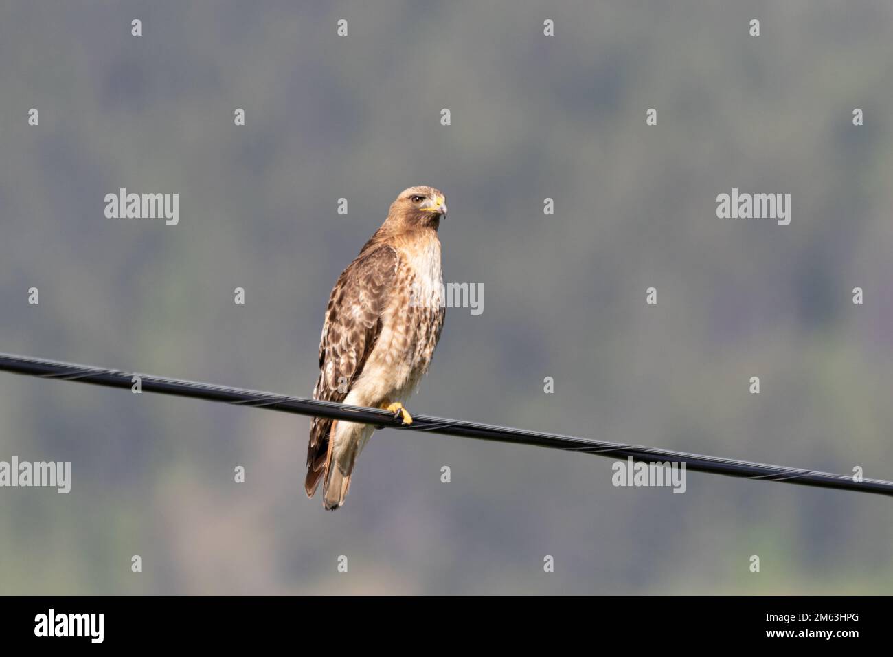 A red-tailed hawk perched on a wire Stock Photo - Alamy