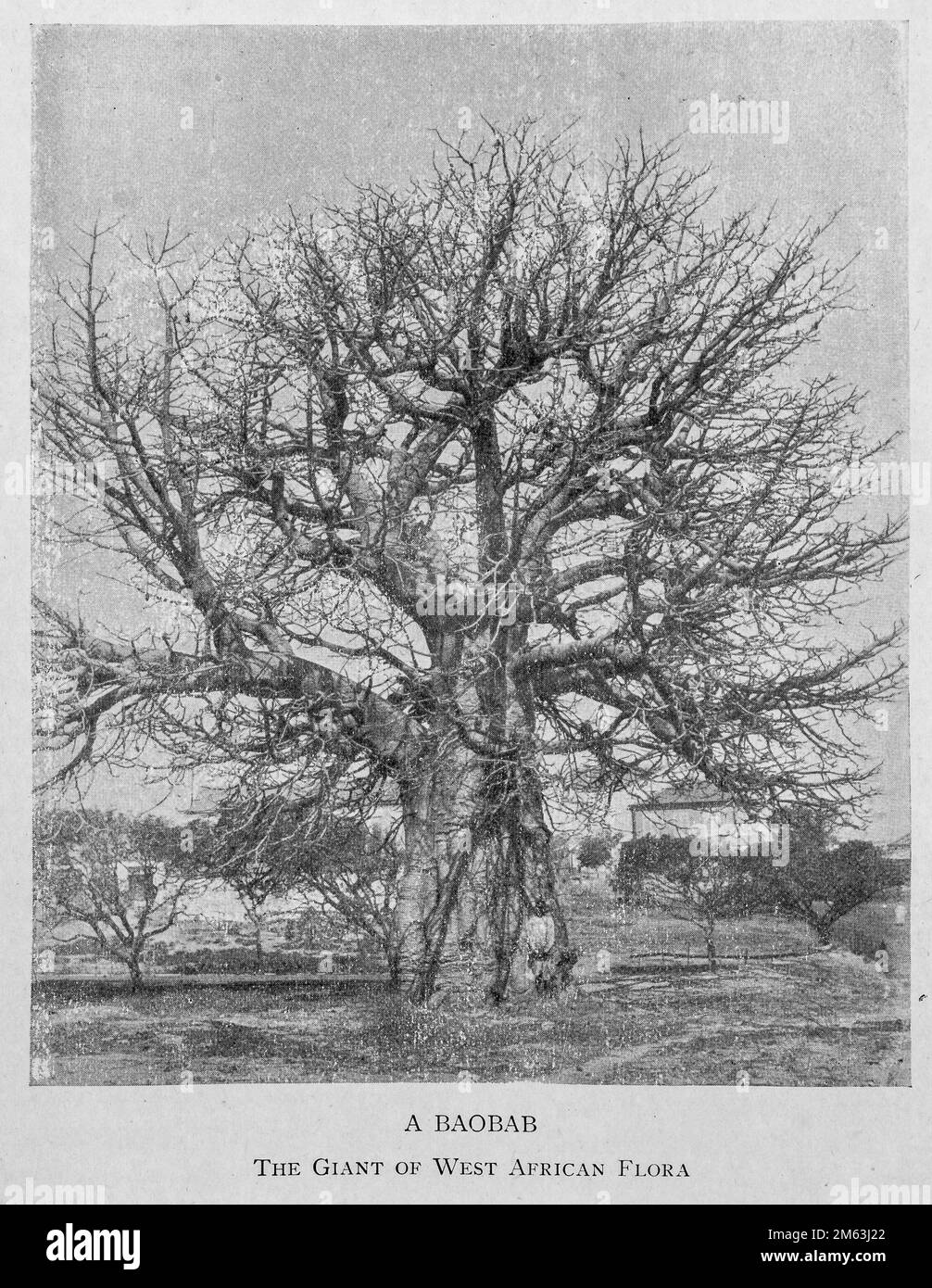 A baobab; The giant of West African flora. Morel, E. D. (Edmund Dene ...