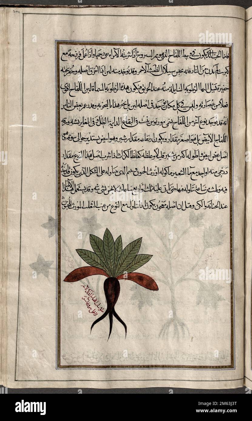 Mandrake dioscorides hi-res stock photography and images - Alamy