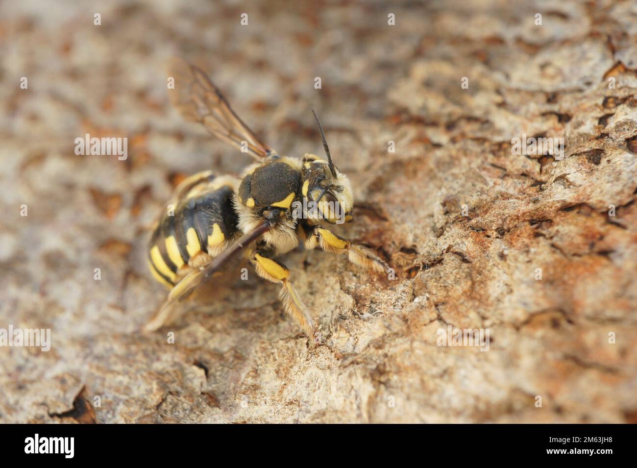 Detailed closeup on a Mediterranean Florentine woolcarder bee, Anthidium florentinum sitting on ...