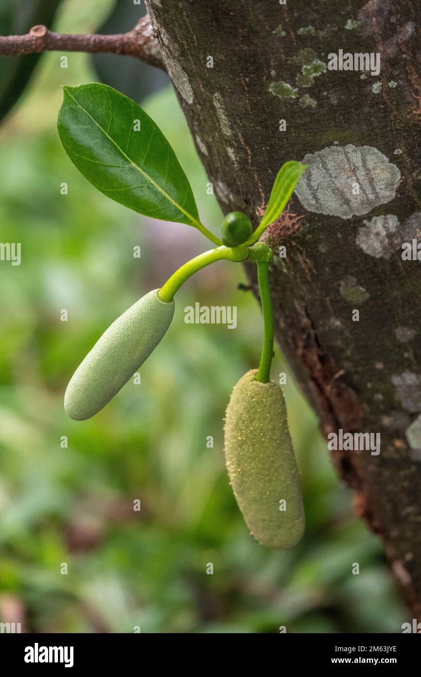 One jackfruit hi-res stock photography and images - Alamy