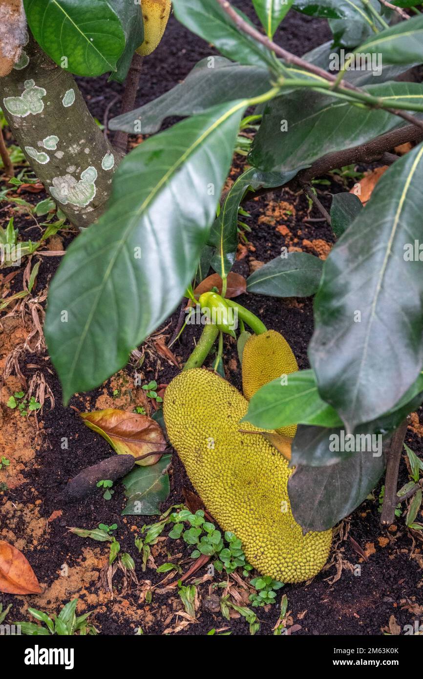 One jackfruit hi-res stock photography and images - Alamy
