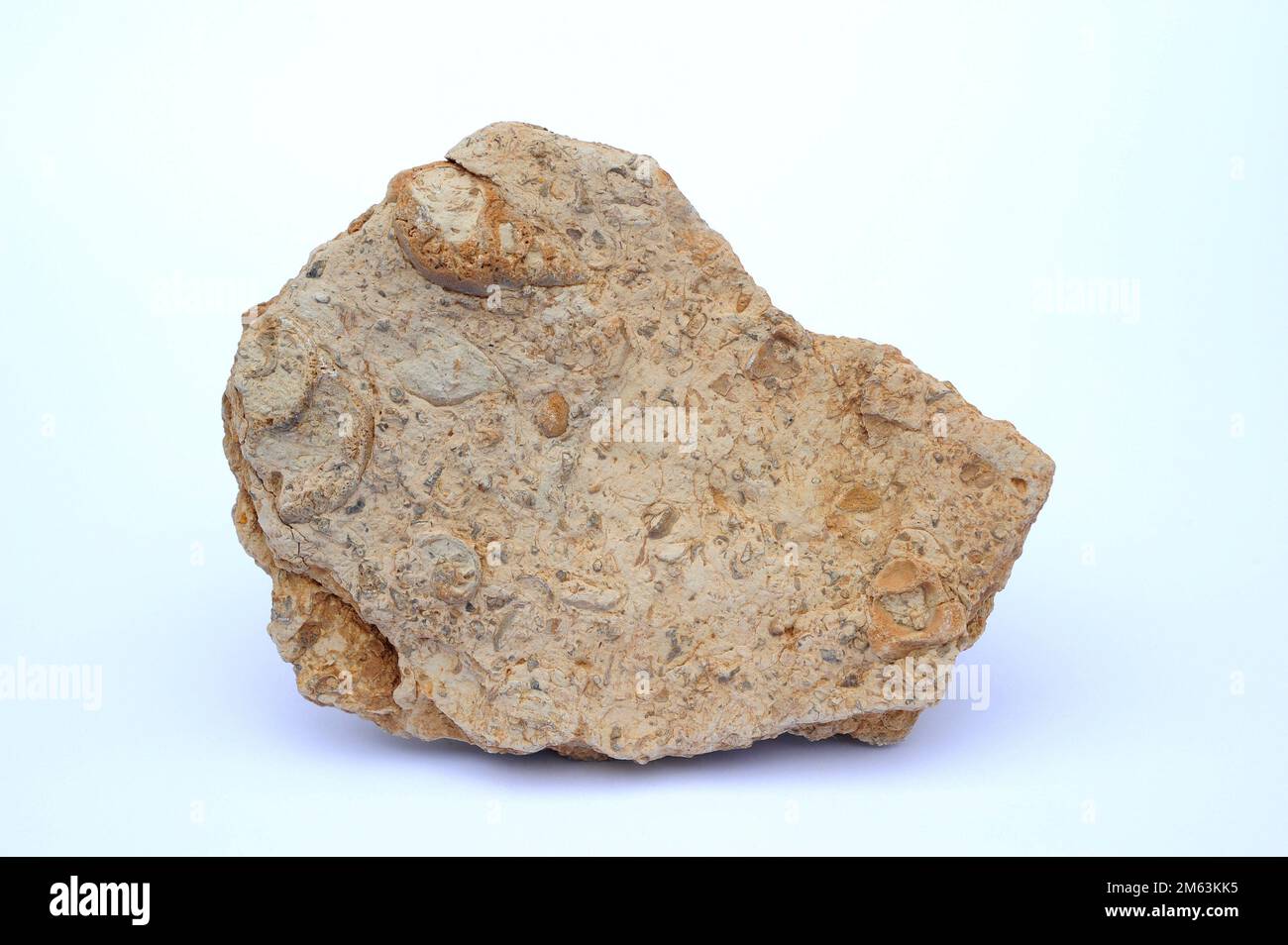 Calcarenite (fossiliferous Limestone)