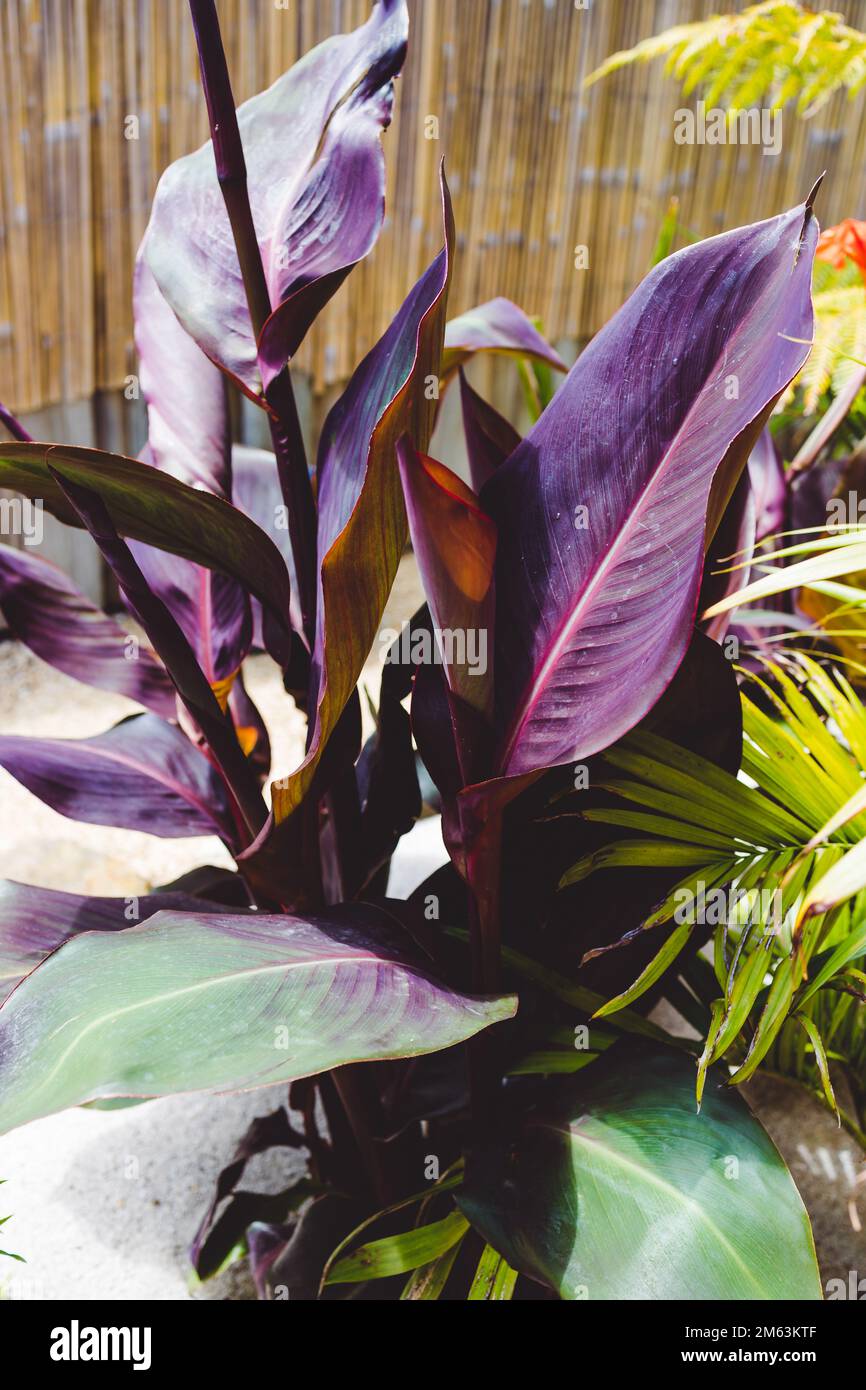 tropical Canna Lilly plant with dark purple leaves shot outdoor in ...