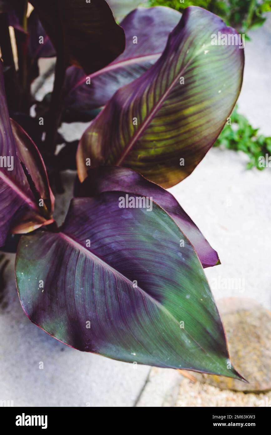 tropical Canna Lilly plant with dark purple leaves shot outdoor in ...