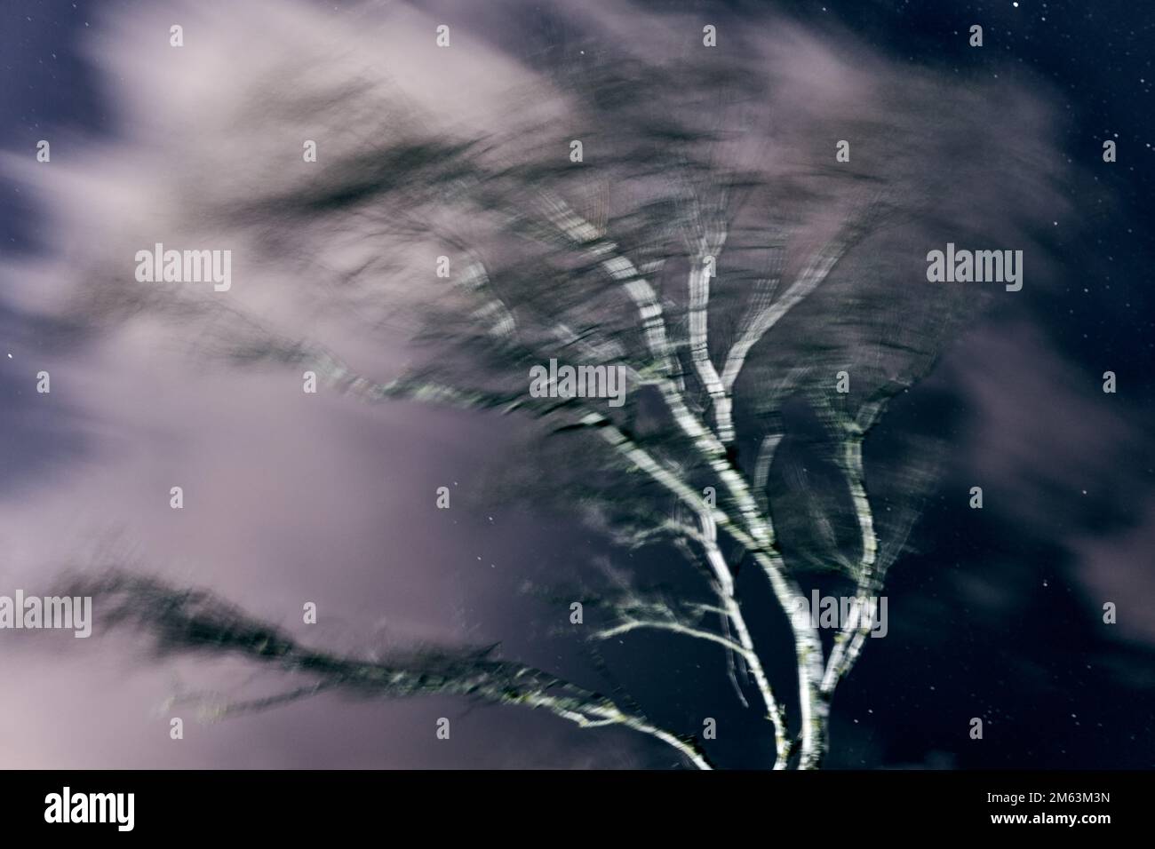 Blurred defocused moving tree on night sky background with stars and ...