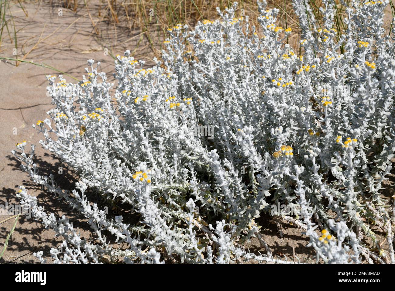 Otanthus plant hi-res stock photography and images - Alamy