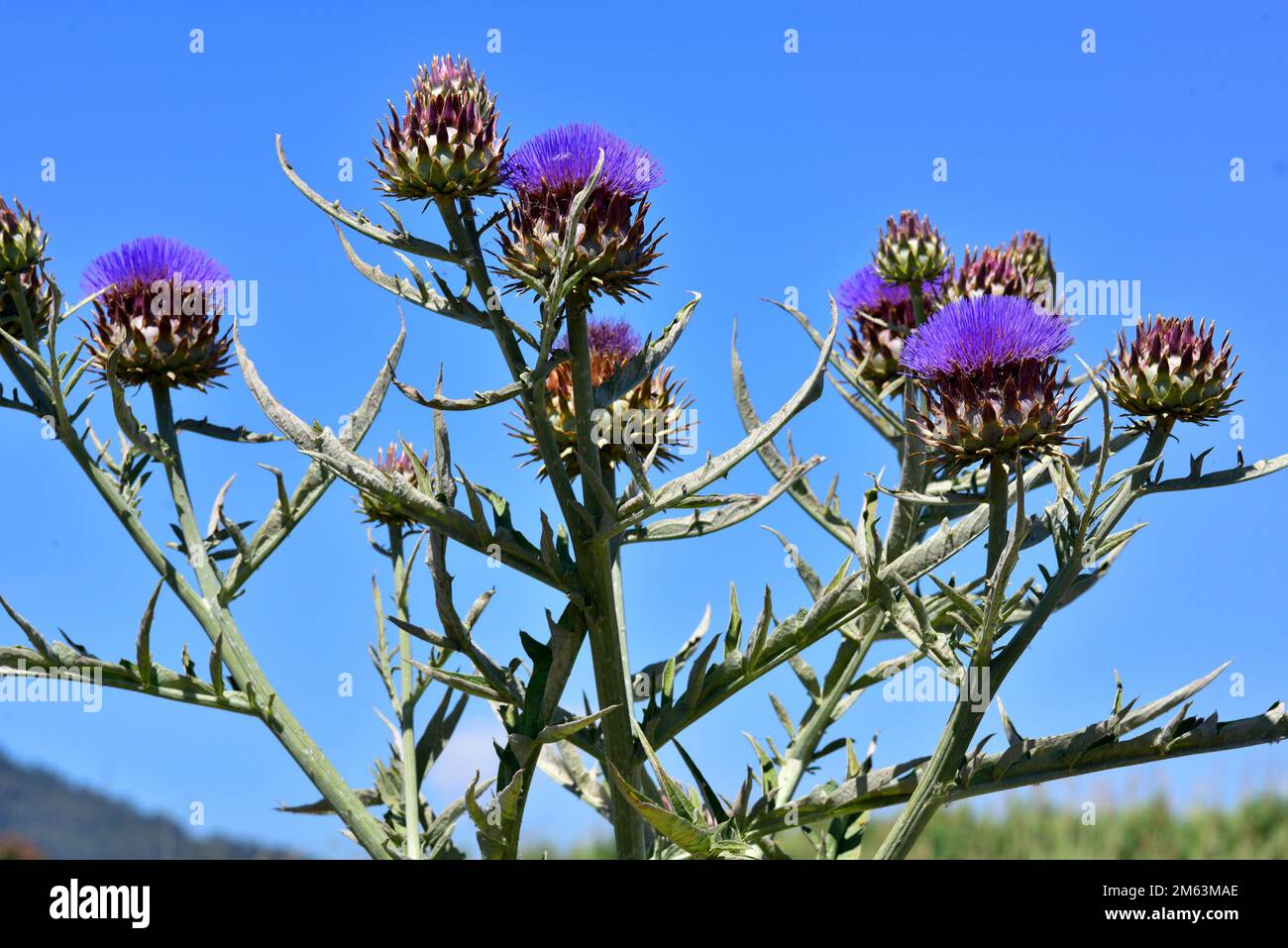 Edible bud hi-res stock photography and images - Alamy