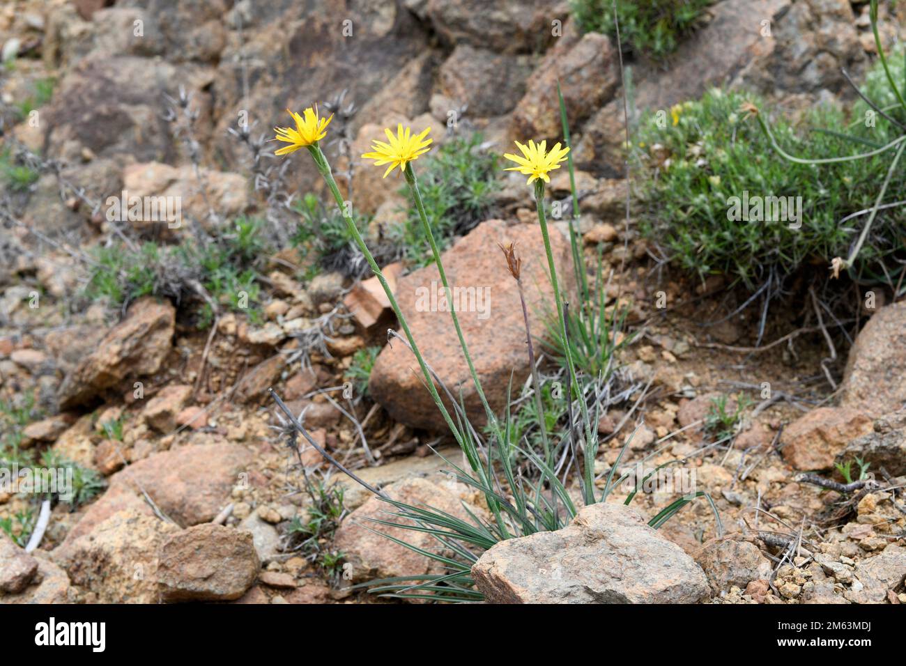 Scorzonera baetica hi-res stock photography and images - Alamy