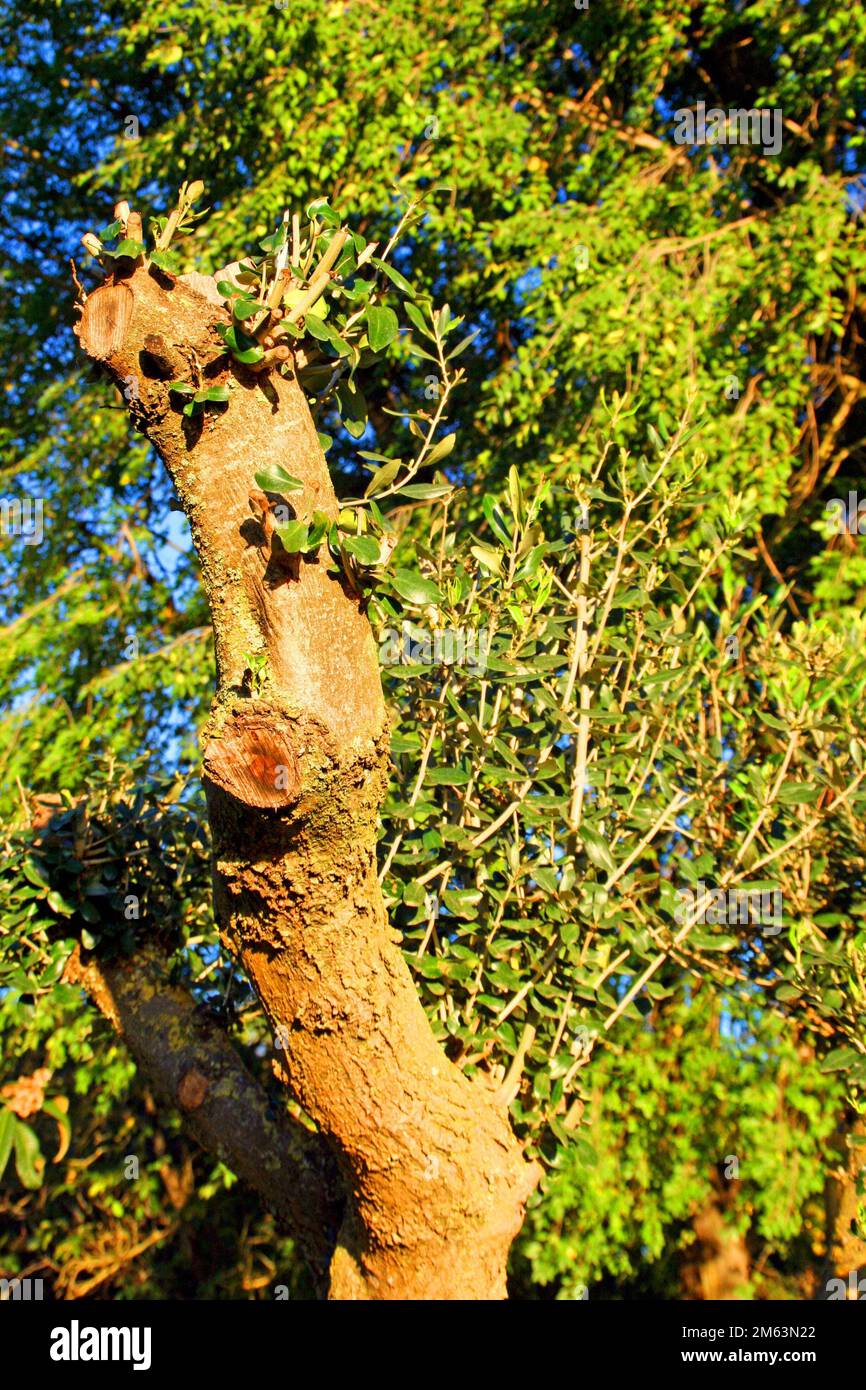 Evergreen slender hi-res stock photography and images - Alamy