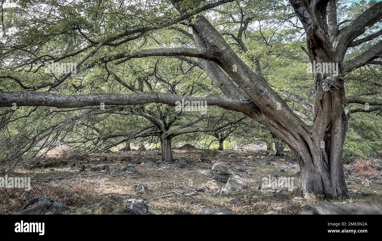 Wide spreading trees in a copse on a mountanside Stock Photo - Alamy