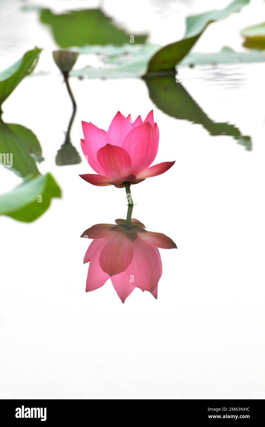 Blossoming lotus flowers Stock Photo - Alamy