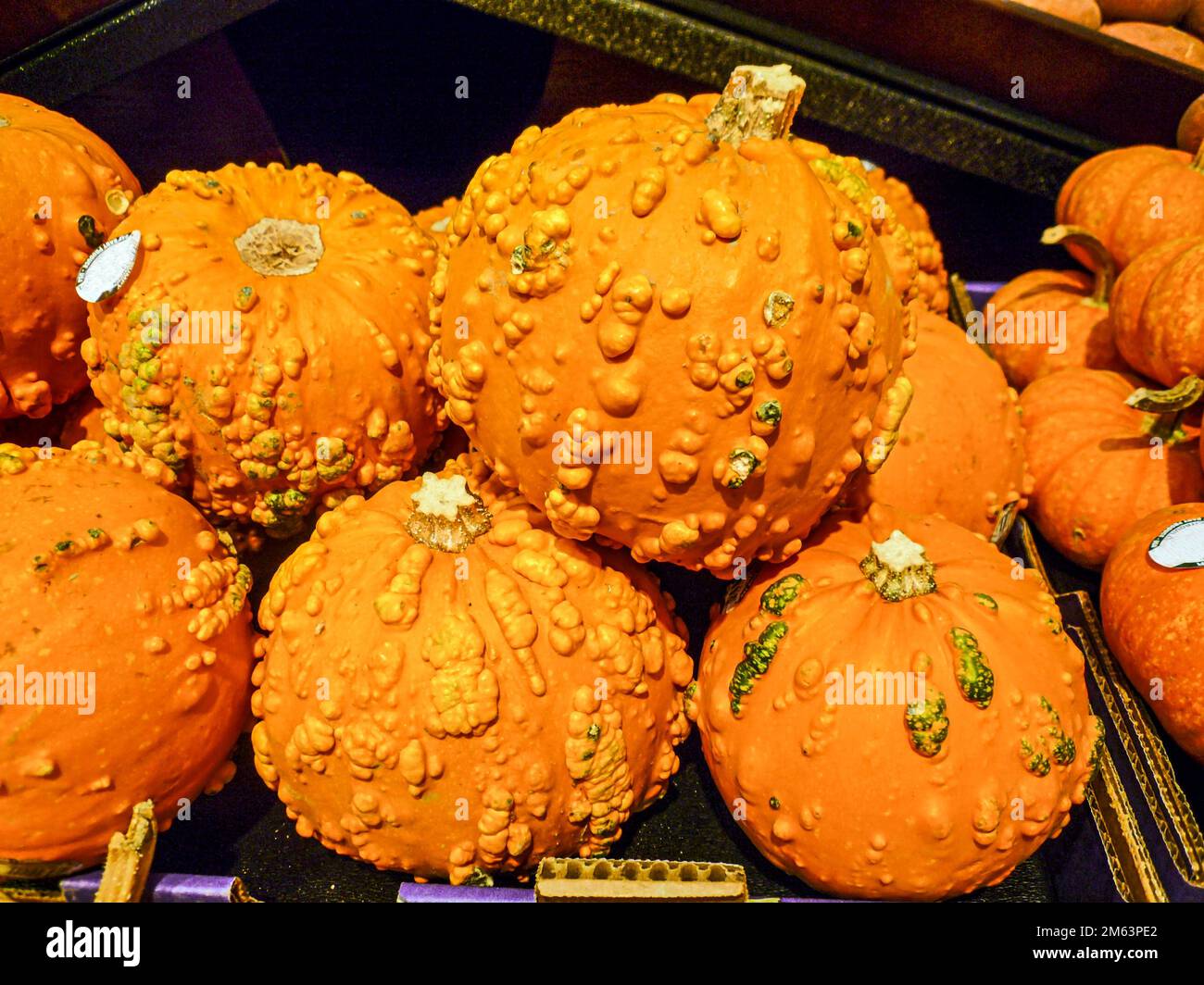 Knobby pumpkin hi-res stock photography and images - Alamy