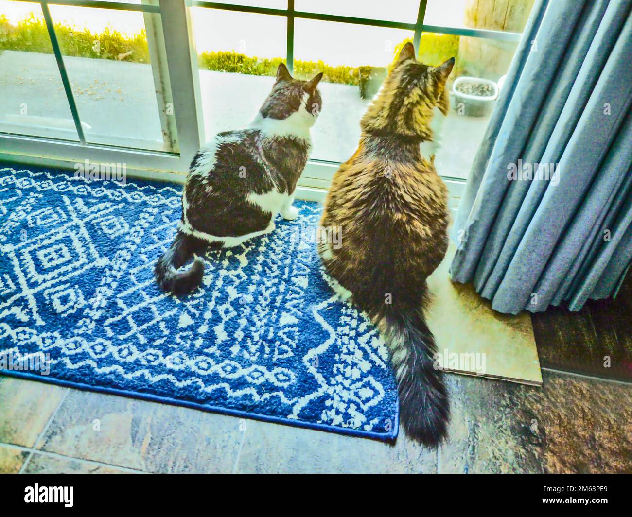 Cat inside hi-res stock photography and images - Alamy