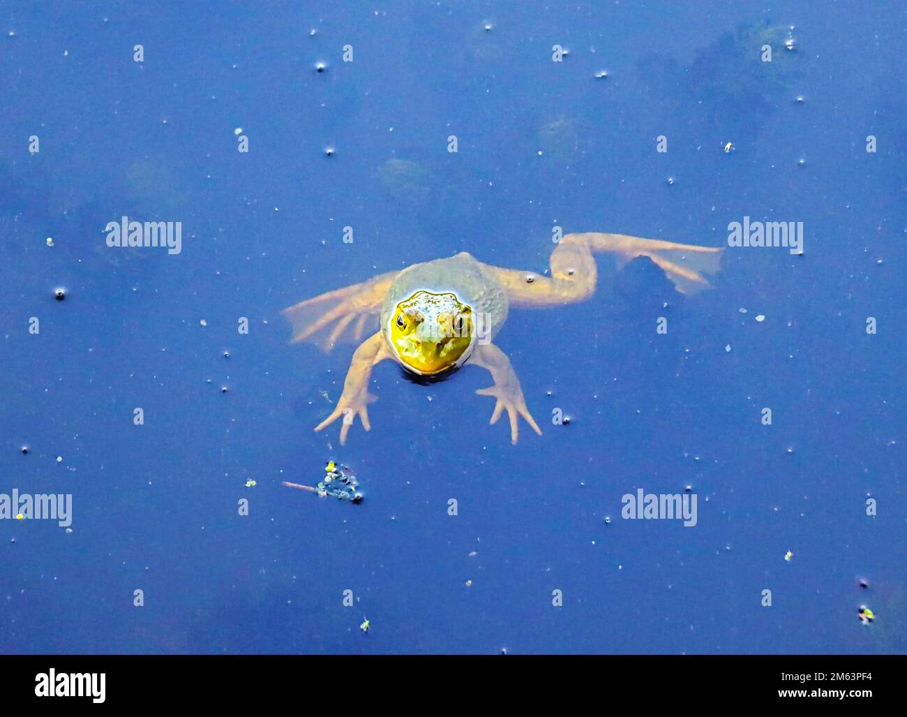 Lithobates catesbeianus or rana catesbeiana hi-res stock photography ...