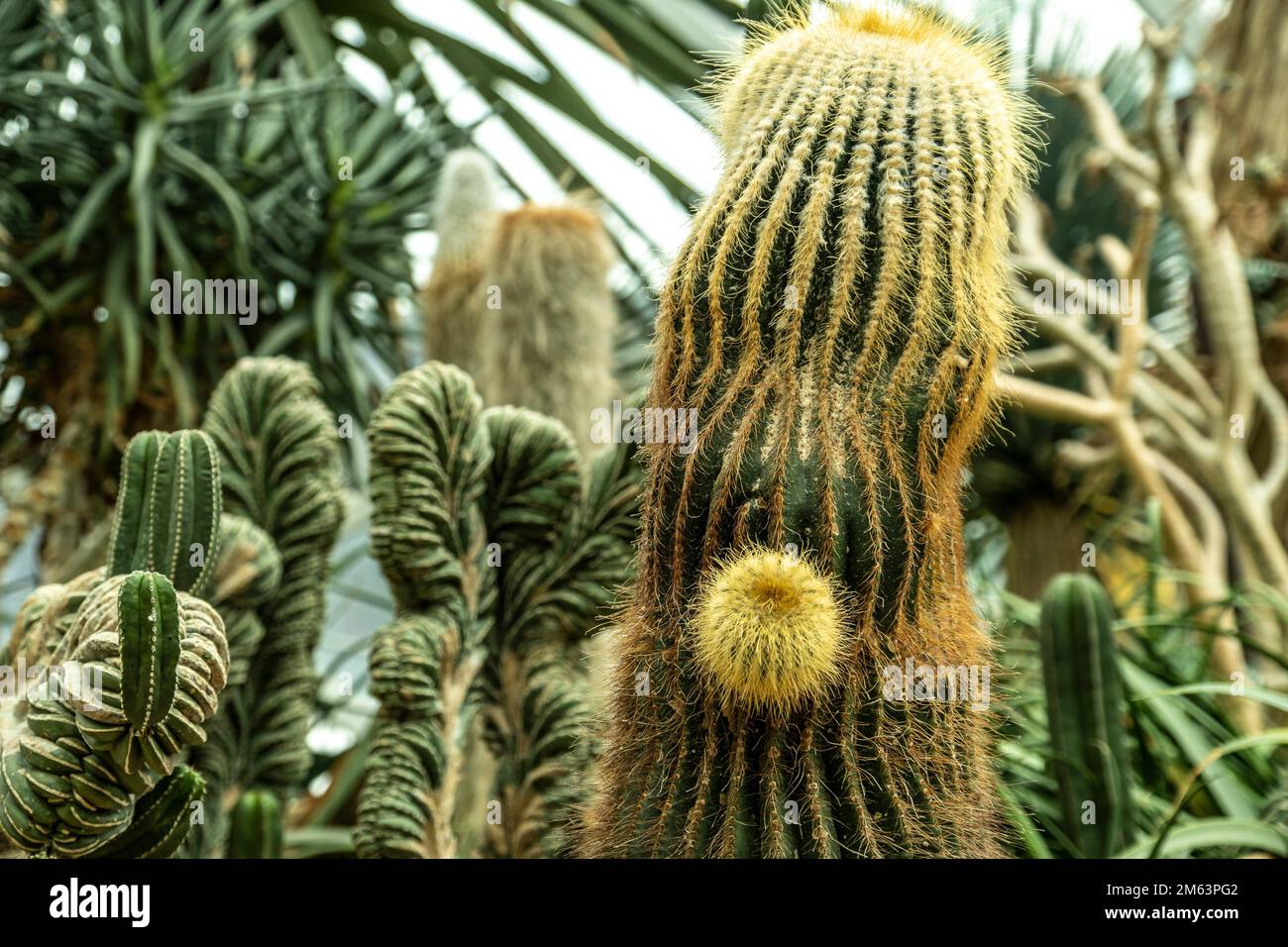 Different cactaceae hi-res stock photography and images - Alamy