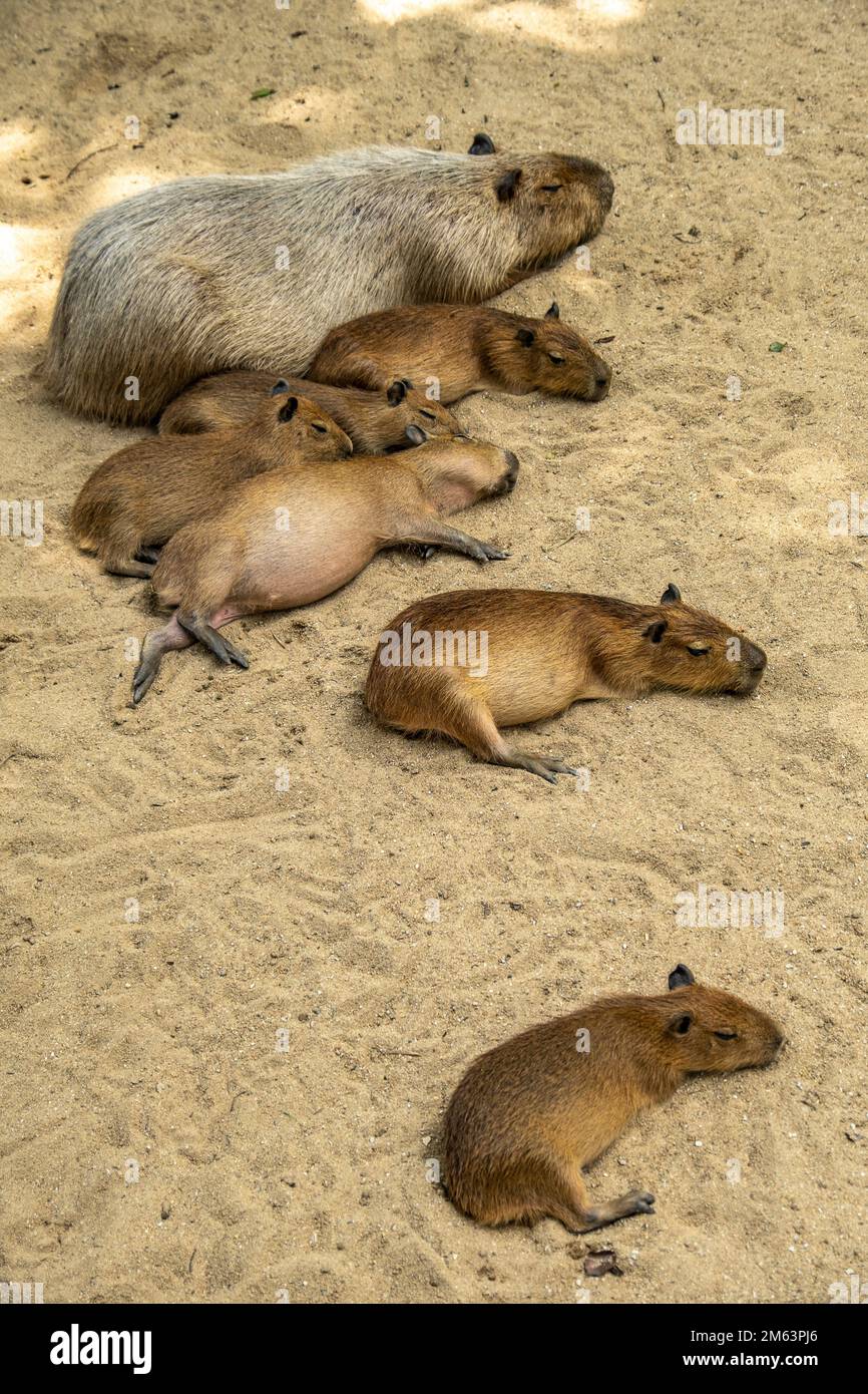 Capybara in captivity hi-res stock photography and images - Alamy