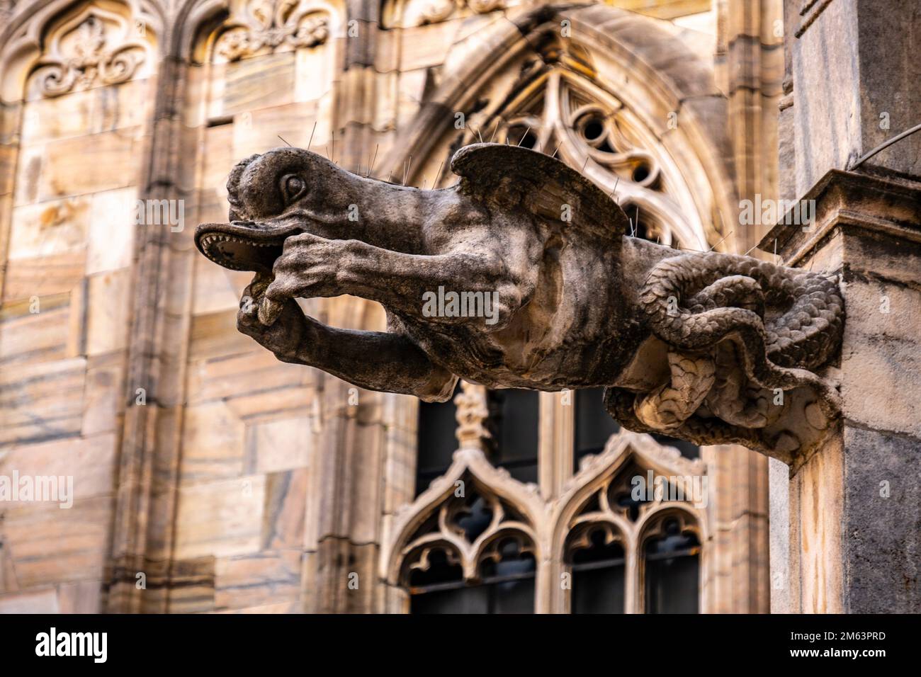 One of the gargoyles of the 14th century Milan Cathedral (Duomo di ...