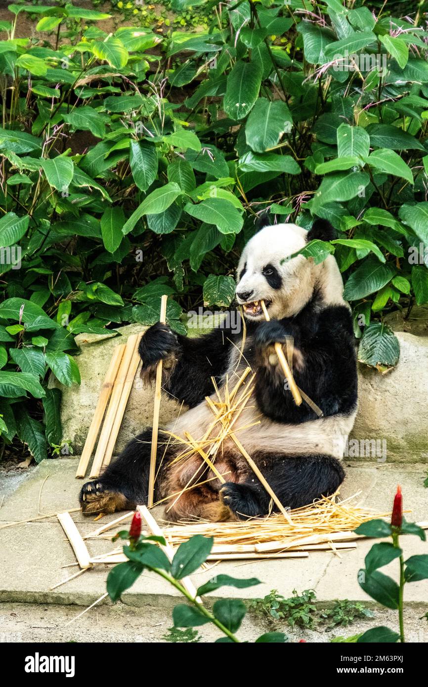 Kuala lumpur zoo negara hi-res stock photography and images - Alamy