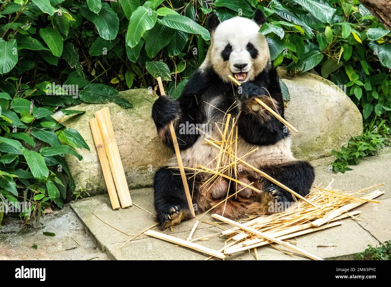Kuala lumpur zoo negara hi-res stock photography and images - Alamy