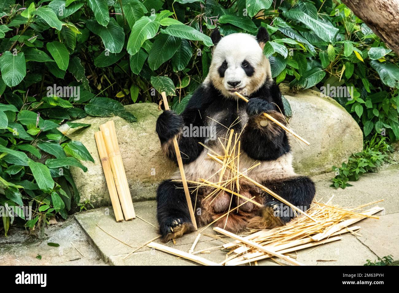 Giant panda in captivity in Zoo Negara in Kuala Lumpur, Malaysia, Asia ...
