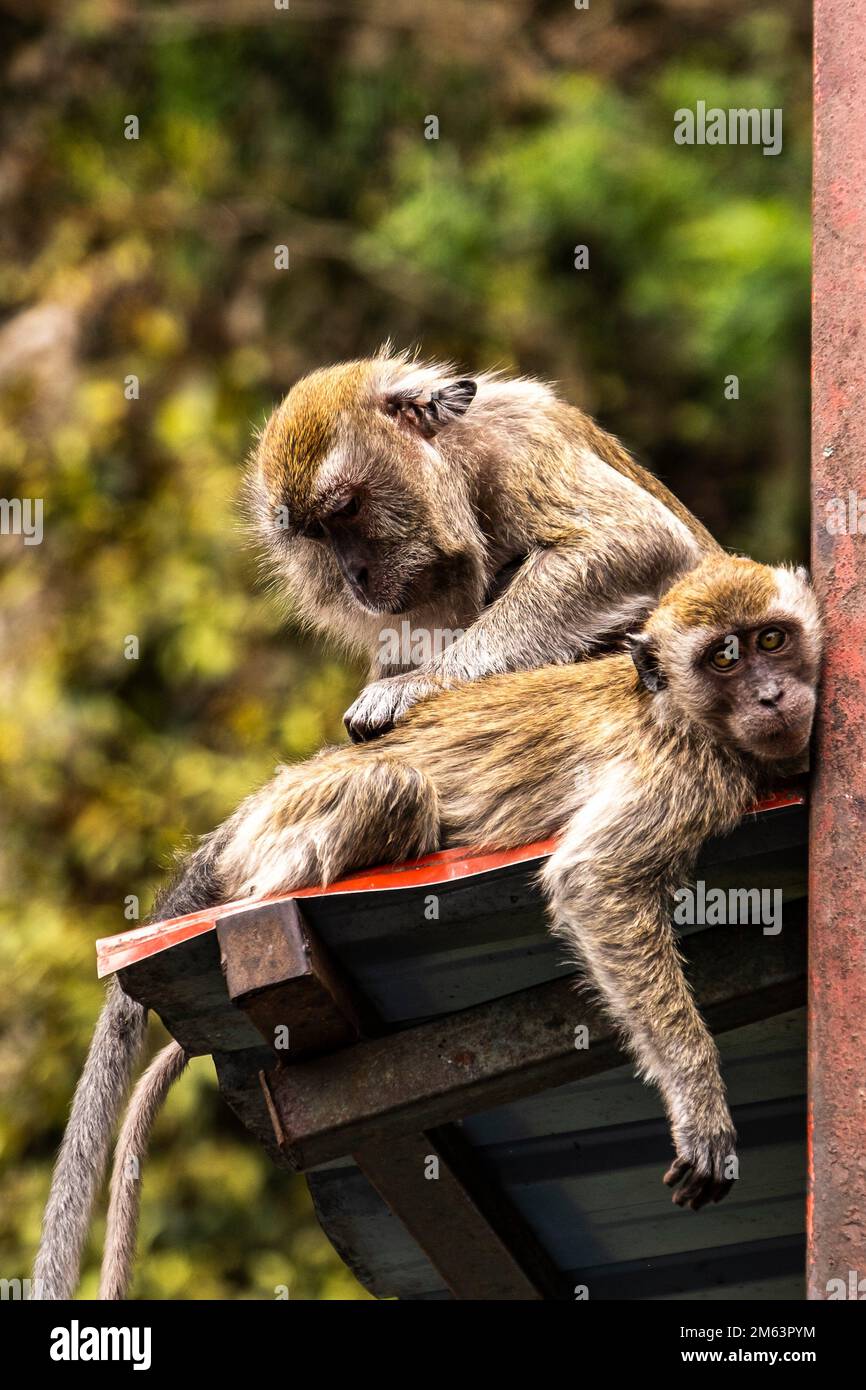 Monkey picking lice hi-res stock photography and images - Alamy