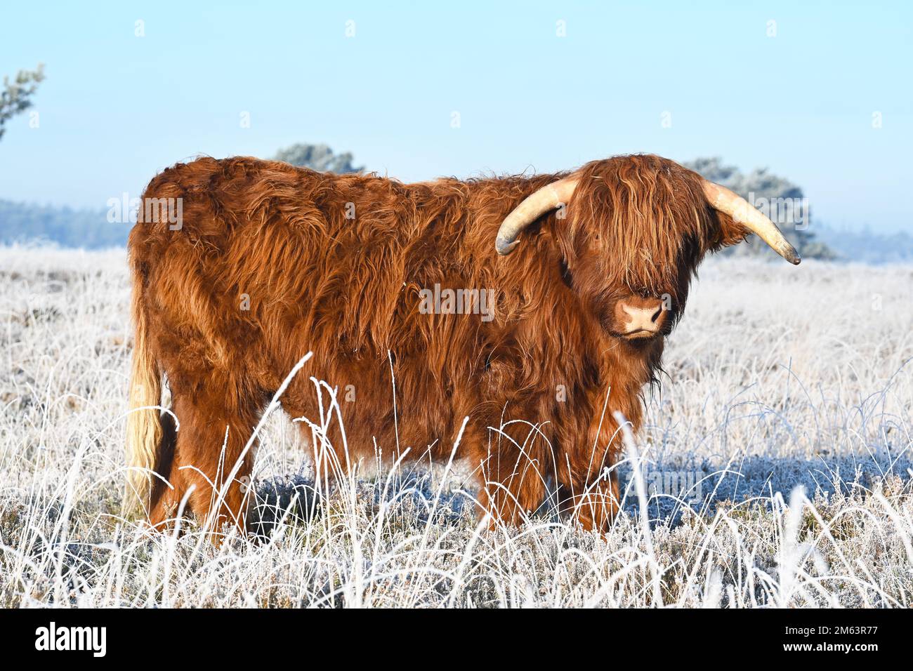 Heilan cow hi-res stock photography and images - Alamy