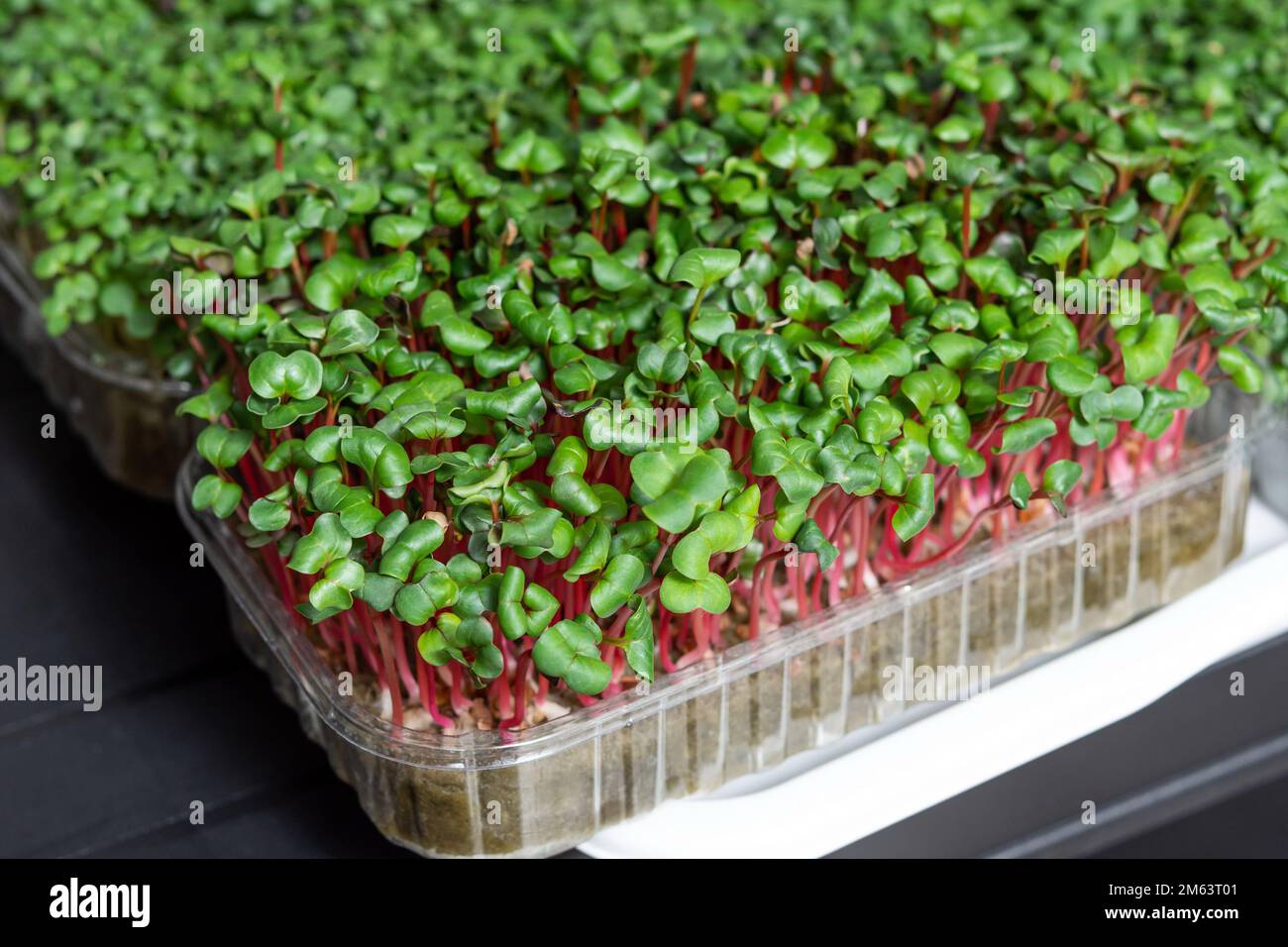 Juicy young shoots of micro-greenery close-up. Growing seeds in a ...