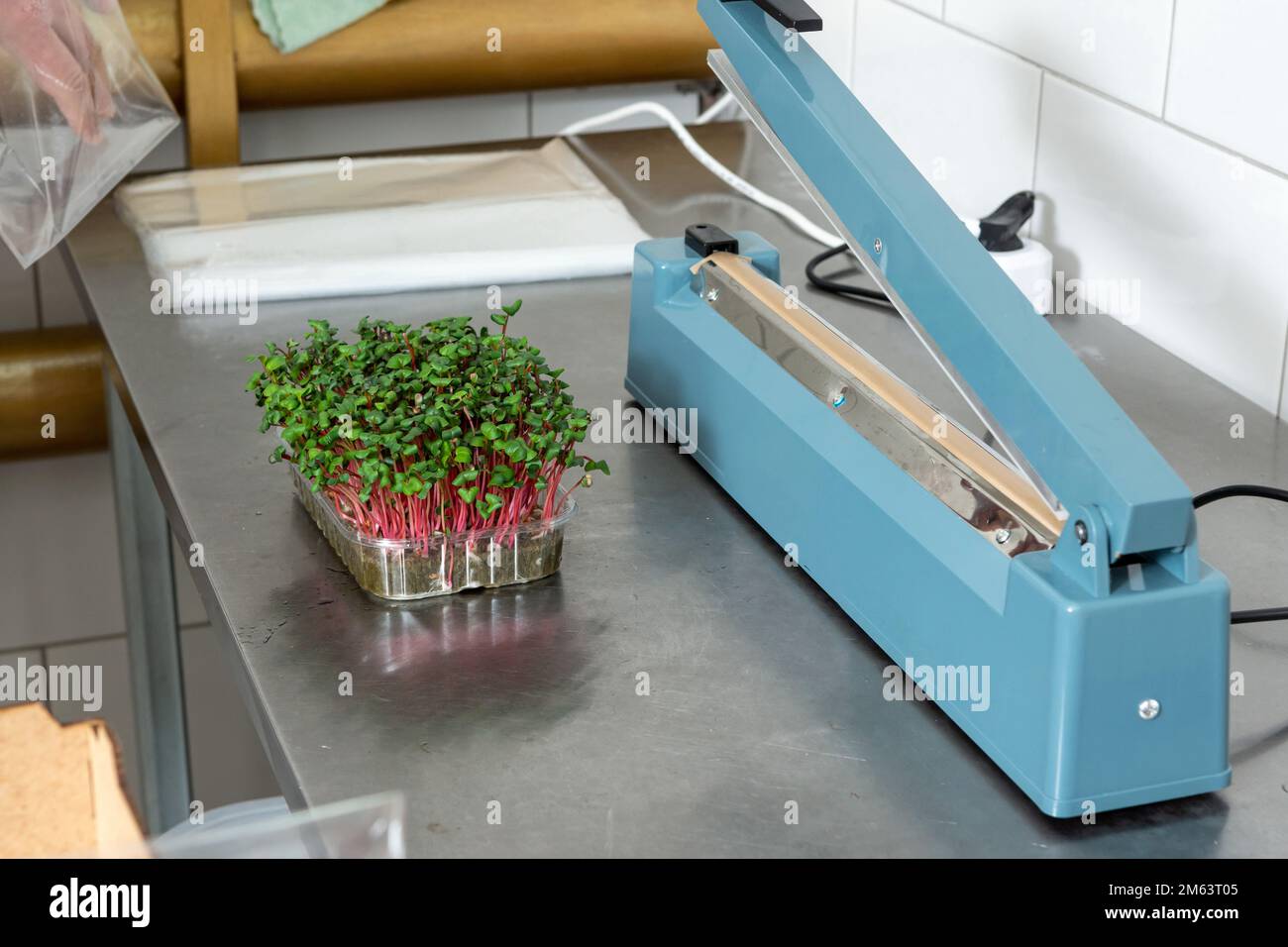 Packaging of the harvest of micro-green peas for sale in the ...