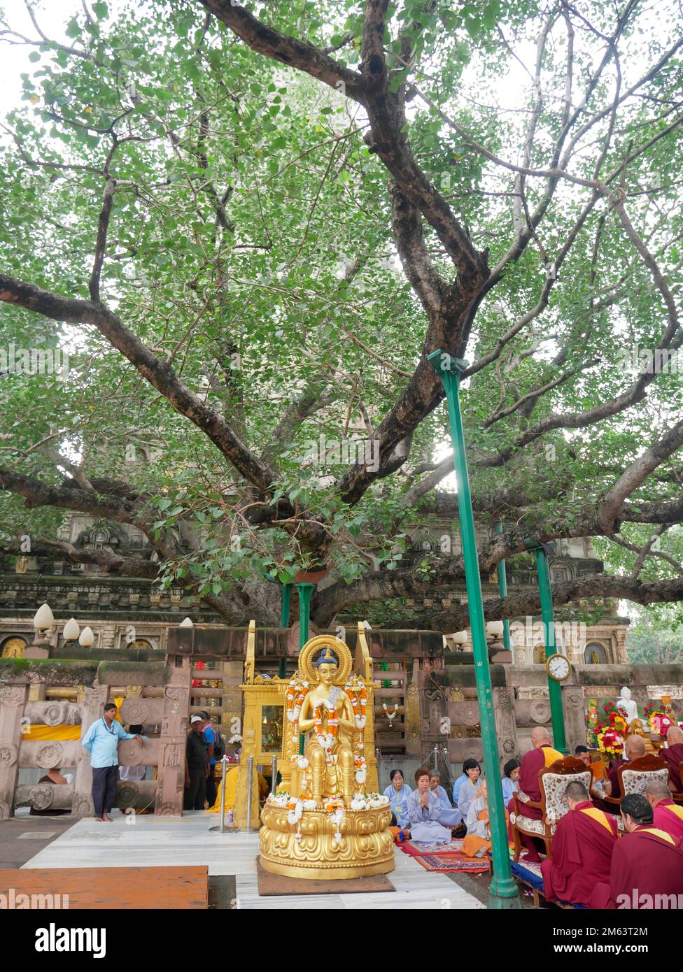 VIETNAMESE MONKS CHANTING UNDER THE BODHI TREE INSIDE THE MAHABODHI ...