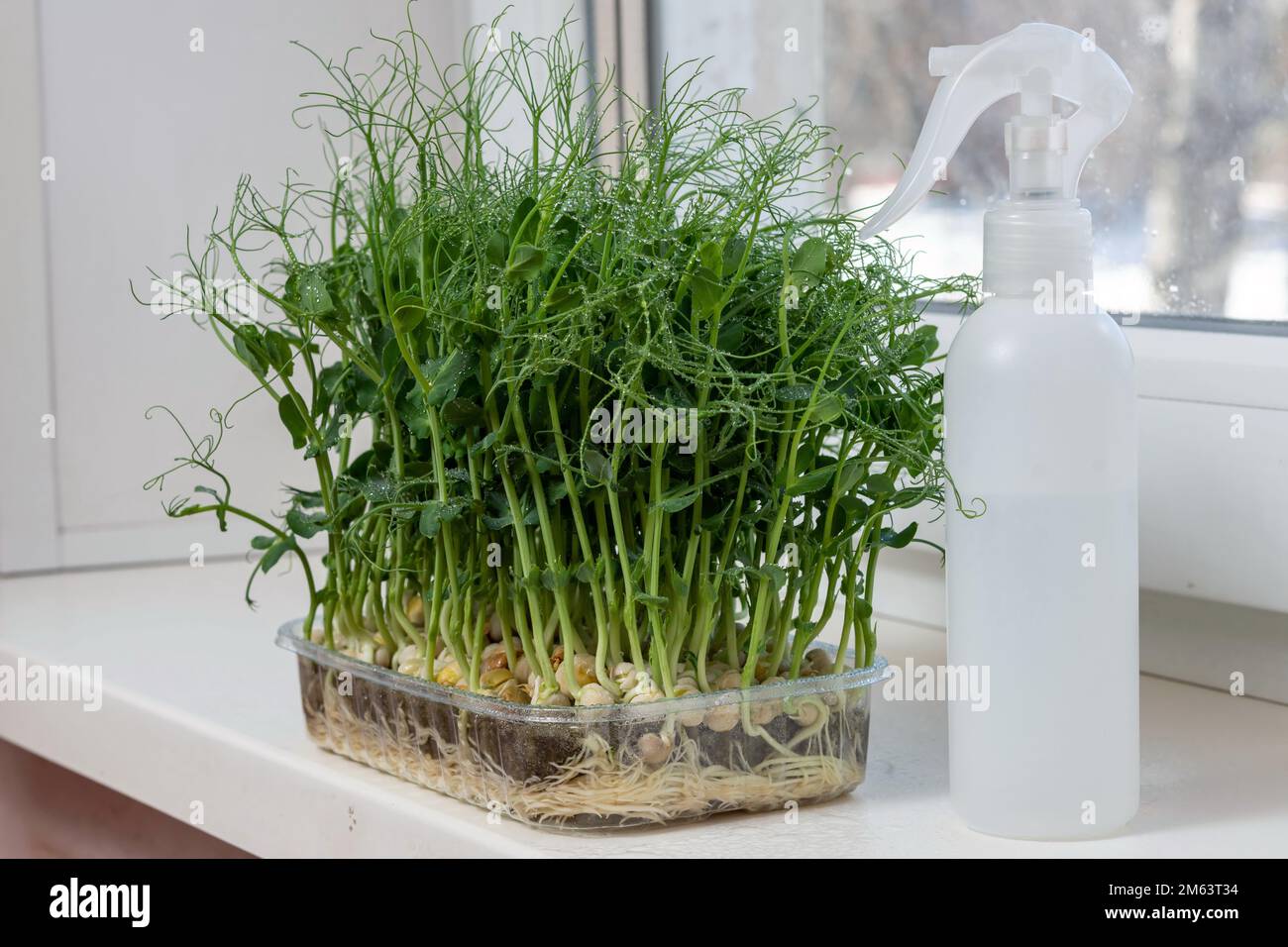 Juicy young shoots of pea microgreens on the windowsill close-up ...
