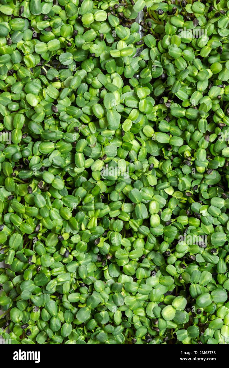 Juicy young shoots of micro-greenery close-up. Growing seeds in a ...
