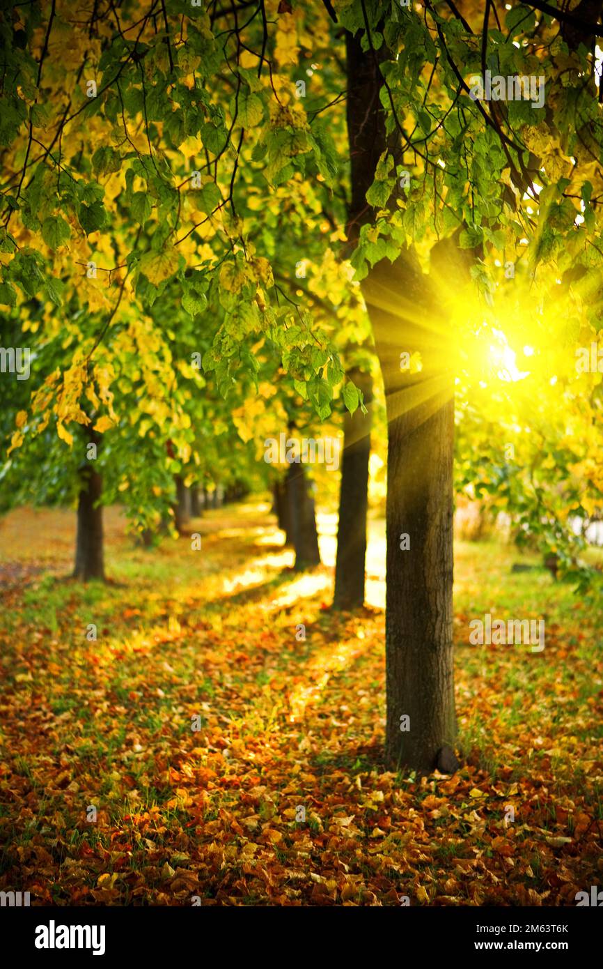 Yelow grass hi-res stock photography and images - Alamy